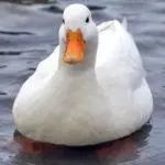 Peking Duck: Beschrijving van het ras en de kenmerken, het gewicht van de maanden en de tijd van de groeiende tijd 3360_7