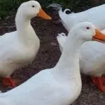 Peking Duck: Beskrivelse af racen og egenskaberne, vægten af ​​månedens og tidspunktet for den voksende tid 3360_8