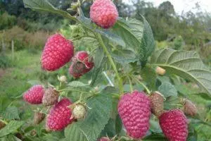 Description and characteristics of the grade of raspberry hussar, yield, cultivation and care