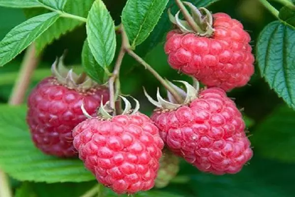 Alabapade Berries