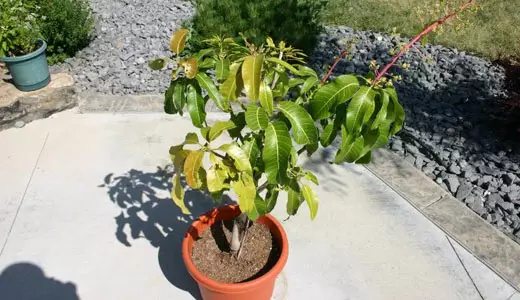 O'sib borayotgan mango