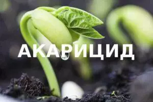 Таснифи акарикиён ва амали онҳо дар растаниҳо, тавсифи Top 7