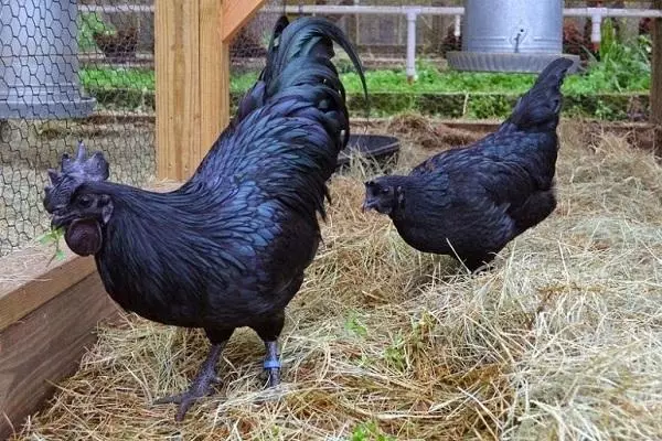 Black Chickens.