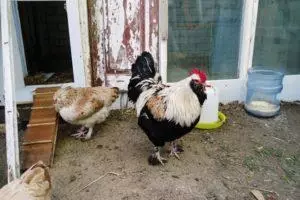 Ciri sareng katerangan hayam breed breed faverol, aturan eusi