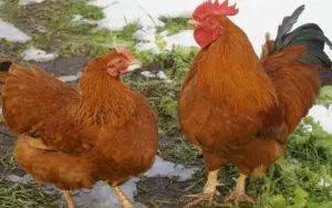 Beskrivelse og egenskaber ved race af kyllinger Ny hampshire, historie og regler for indhold