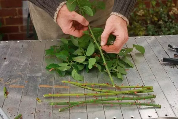 Sticklingar för avel