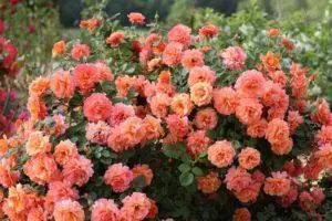 Beschrijving en kenmerken van rozen van variëteiten van IT DASI, de subtiliteiten van groeien
