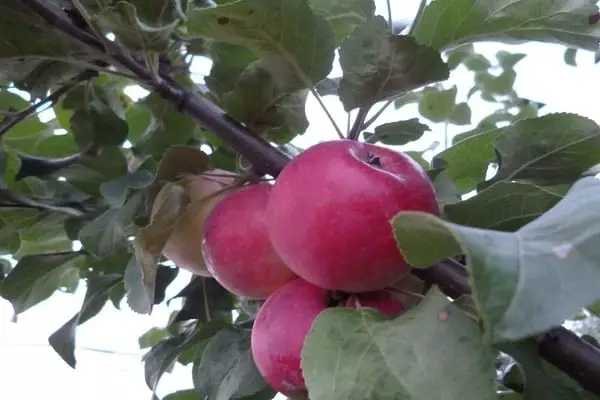 Voksende æbletræer