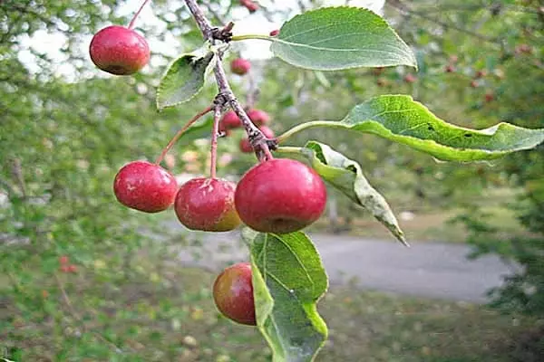 میوه ها در درختان