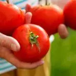 Tomat mesek kaléng: 2 anu enak dina jus tomat pikeun usum tiis 3397_3