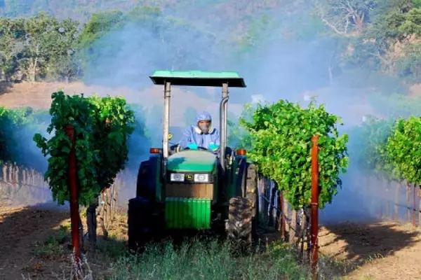 Growing grapes