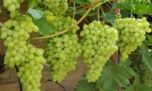 Description of the grapes of the Laura and the characteristics of fruiting, features of cultivation and care