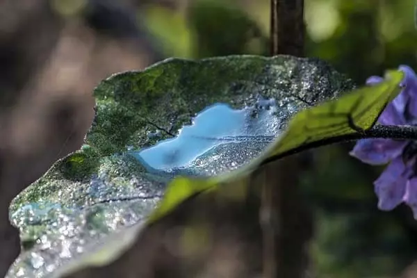 Pagtambal sa tingpamulak