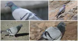 Orixe e descrición de pombos rocosos, dieta e estado de especies salvaxes