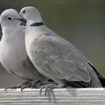 Litière verte dans les pigeons: maladies possibles et quoi faire, prévention 339_6