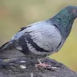 Green zuriyar dabbobi a cikin pigeons: Cututtuka masu yiwuwa da abin da za a yi, rigakafin 339_8