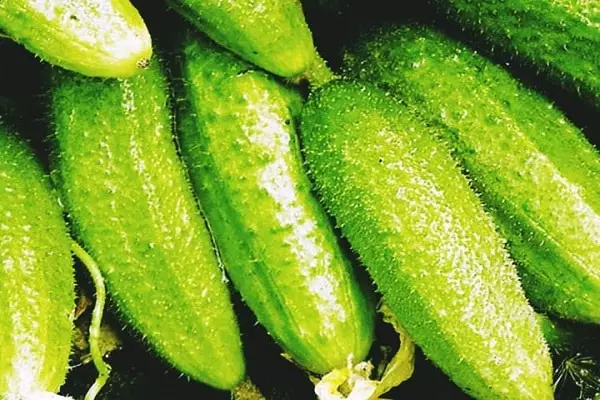 Cucumbers ji bo Greenhouses