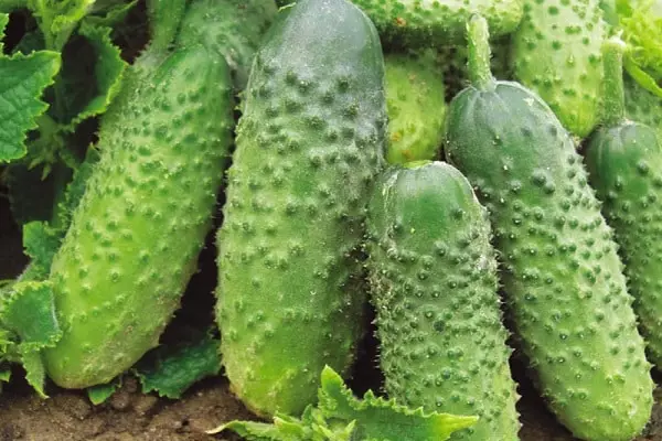 Mafi kyawun cucumbers