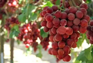 Penerangan dan Sejarah Breeding Grape Grapes Gourmet, Penanaman dan Penjagaan