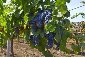 Die geskiedenis van teling, beskrywing en eienskappe van druiwe van Malbec-druiwe, groeiende sorg
