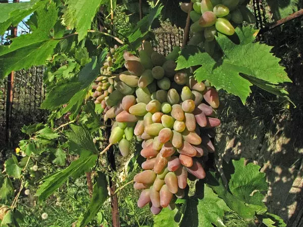 Busta grožđe
