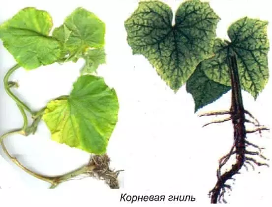 Root rot cucumbers
