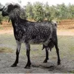Крапчасті кози: назви і види забарвлень і що впливає на колір шерсті 3428_1