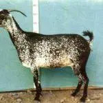 क्रैकिंग बकरियों: रंगों के शीर्षक और प्रकार और ऊन के रंग को क्या प्रभावित करता है 3428_3