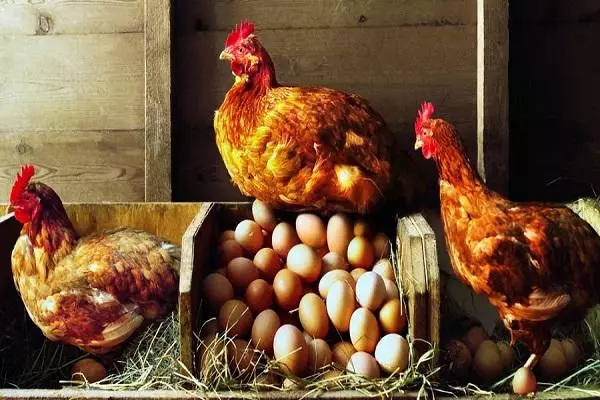Eier und Hühner