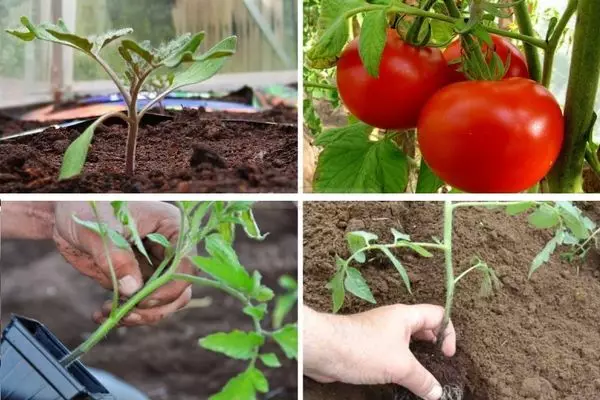 トマトの成長