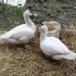Indoant White French: Arter og beskrivelser, vægt og funktioner i voksne fugle 3449_2