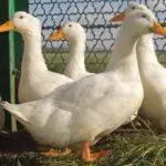 Indoant White French: Arten und Beschreibungen, Gewicht und Merkmale der Erwachsenenvögel 3449_4