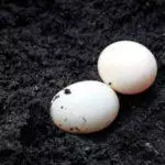 انڈے میں انڈے: کیا میں کھا سکتا ہوں اور جو آپ نظر آتی ہوں، اس طرح کے کھانے کے فوائد اور نقصان 3456_3