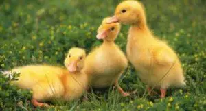 Why ducklings often breathe, sneeze and open the beaks and treatment methods