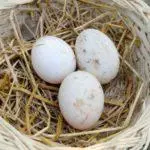 Egg Indoant: Kan jeg spise og hva du ser, fordelene og skaden av slik mat 3456_7