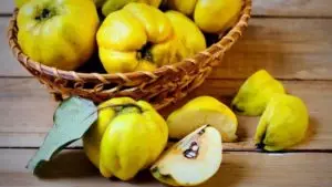 What is so useful to quince for the human body, testimony and contraindications