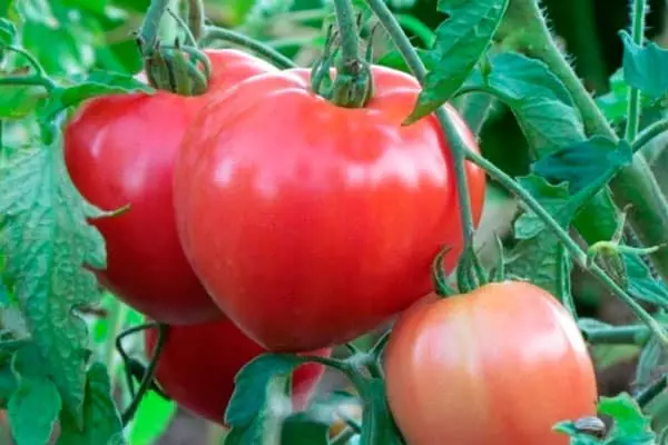 Llwyni tomato juliet