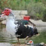 Musky duck en indoant is itselde as net: ferskillen en wat better is 3462_2
