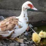 Musky duck en indoant is itselde as net: ferskillen en wat better is 3462_4