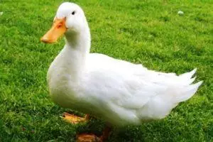Paglaraw ug Mga Kinaiya sa Breat Duck Temp, Dilution ug Diet Ruls
