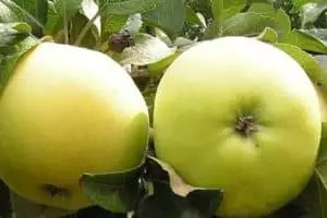 Описание и характеристики на оценката на ябълките на кашели, събиране и съхранение, сортове