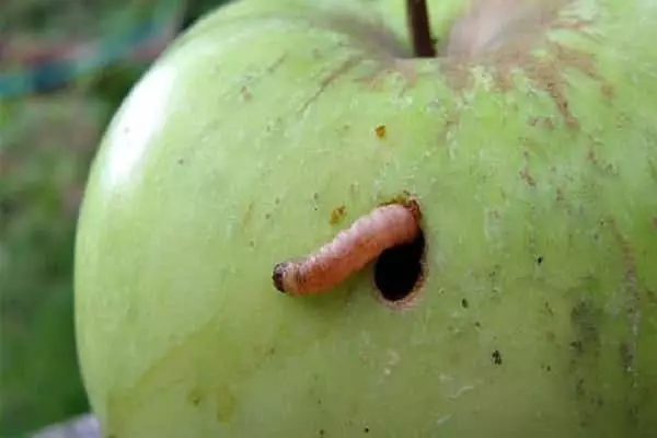 яблунева плодожерка