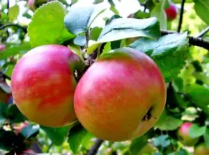 Описание и спецификации на ябълково село Жигулевско, постепенно кацане и грижа