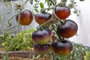 Deskripsyon nan tomat la tomat wouj chabon, karakteristik li yo ak sede