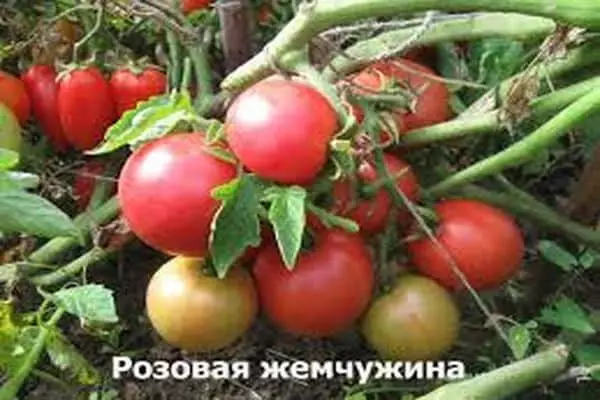 Maladi tomat