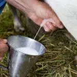 Козата не дава на млякото: какво да прави и причините как да я научим на войнстващия 3472_3