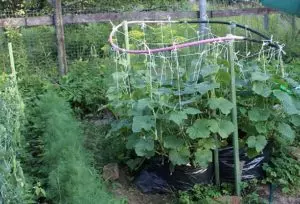 Hoe om komkommers in die oop grond te knyp