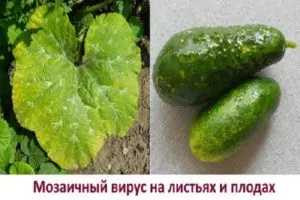 Behandeling en voorkoming van mosaïek op komkommers