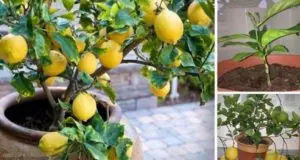 Põhjused, miks lahkuda lehed sidrunile, mida teha ja kuidas taimset taaselustada