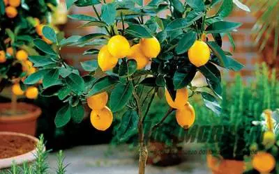 Лимонско дрво